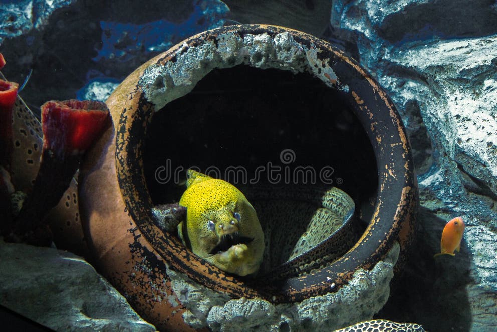 Moray eel stock image. Image of moray, undersea, saltwater - 66003937