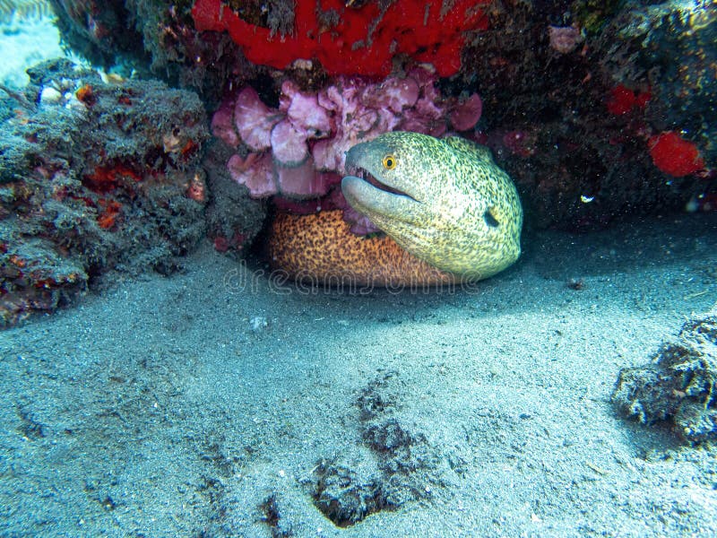 Moray Eel in Coral Reef during a Dive in Bali Stock Photo - Image of ...