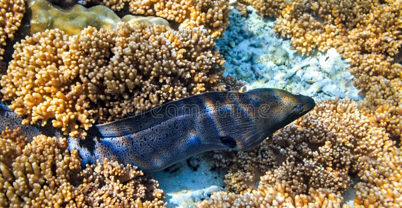 Moray eel is on coral reef stock image. Image of life - 68912659