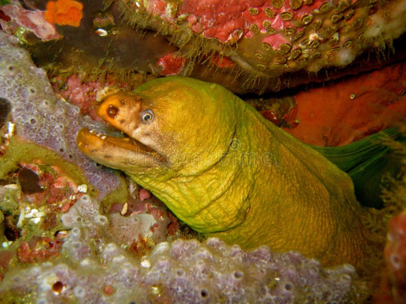 Moray eel in crevice stock photo. Image of crevice, animal - 26383624