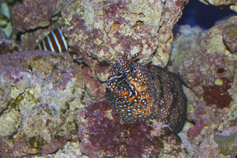 Dragon Moray Eel stock photo. Image of devil, horn, stare - 8915090