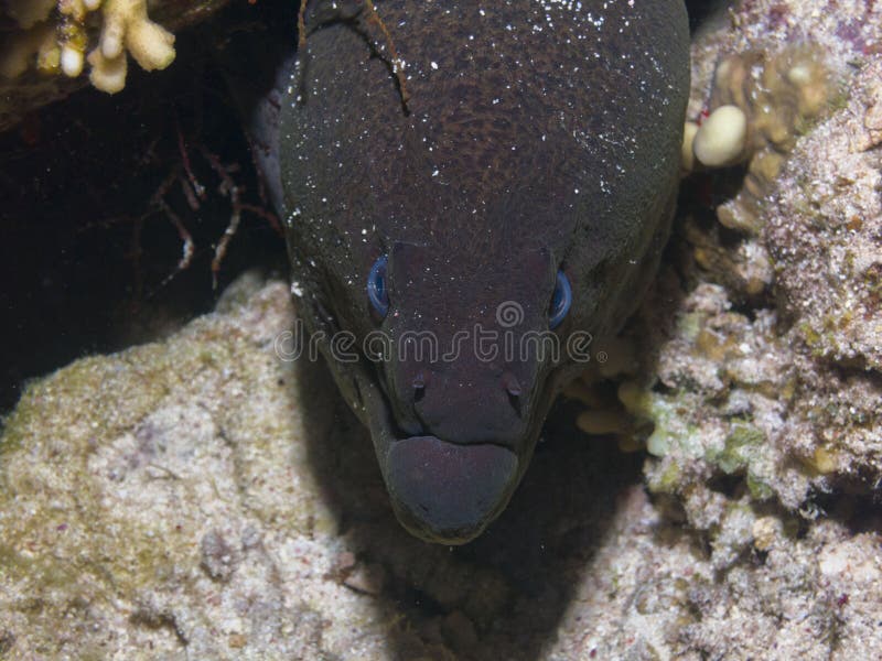 Moray Eel Front Close-up Macro Stock Photo - Image of green, moray ...