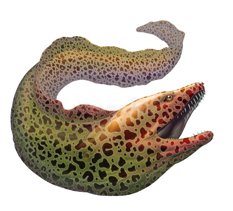 Moray Eel Clipart