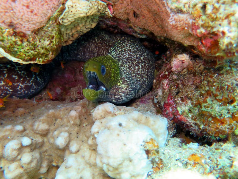 Moray Eel Hidden between the Rocks Stock Image - Image of reef ...