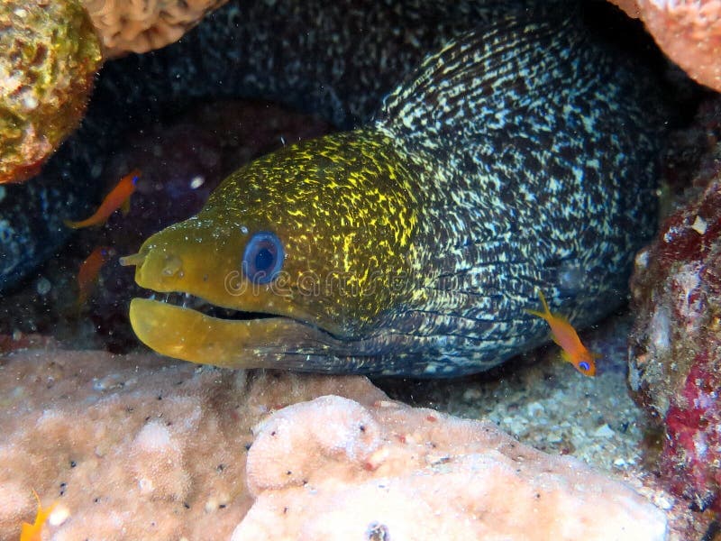 Moray Eel Hidden between the Rocks Stock Image - Image of wildlife ...
