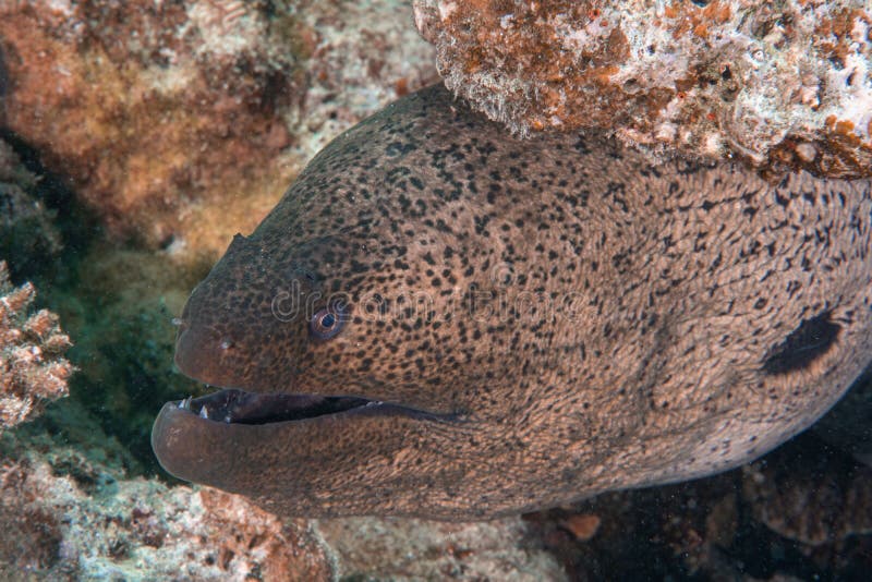 Moray Eel Hiding on Coral Reef Under the Sea Stock Photo - Image of ...