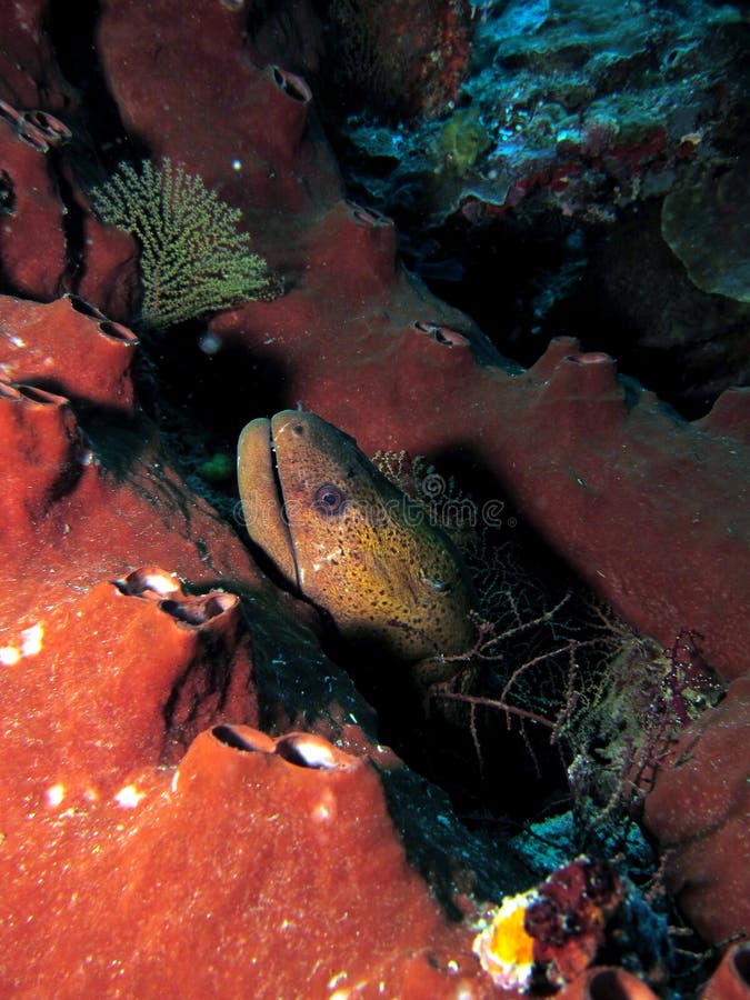 Moray Eel stock photo. Image of large, moray, flavofasciatus - 32593370