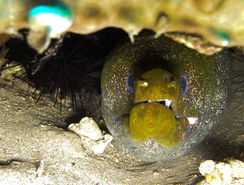 Moray Eel Hiding Under a Rock Stock Image - Image of aqaba, hunting ...