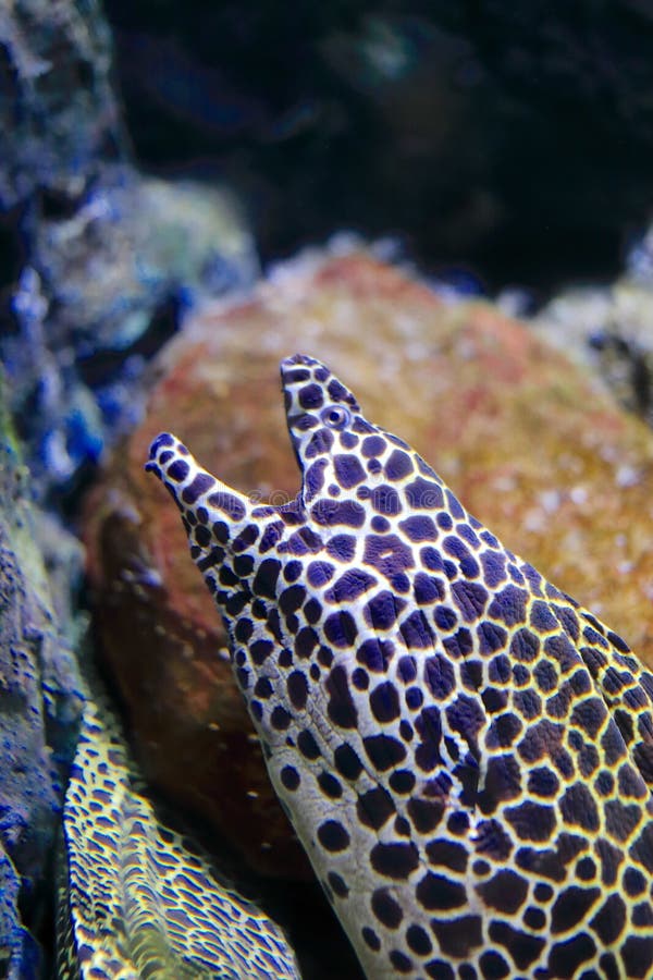 Moray eel stock photo. Image of moray, eels, muraenidae - 59920680