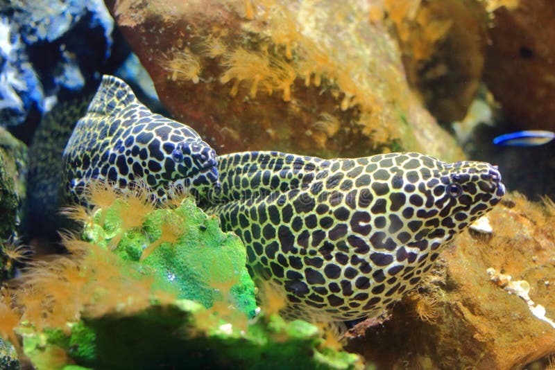 Moray eel stock photo. Image of moray, eels, muraenidae - 59920680