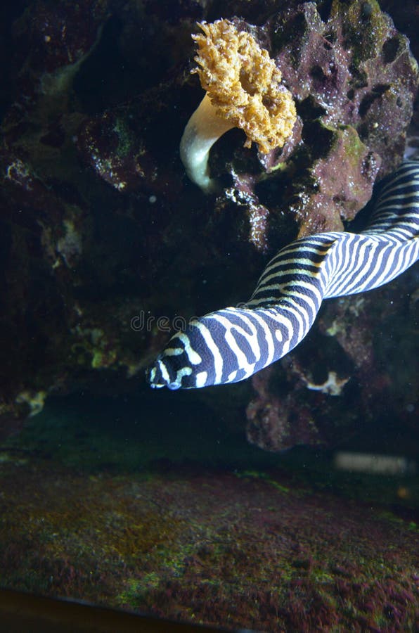 Moray Eel with Its Mouth Open Stock Image - Image of mouth, dive: 149953005