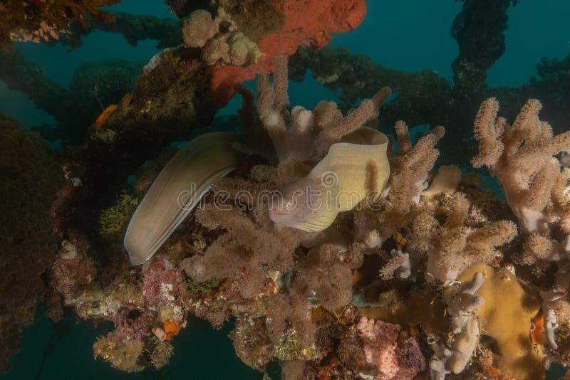 Moray Eel Mooray Lycodontis Undulatus in the Red Sea, Eilat Israel ...