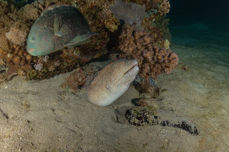 Moray Eel Mooray Lycodontis Undulatus in the Red Sea, Eilat Israel ...