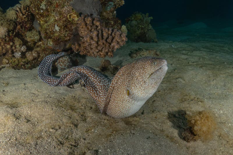 Moray Eel Mooray Lycodontis Undulatus in the Red Sea, Eilat Israel ...
