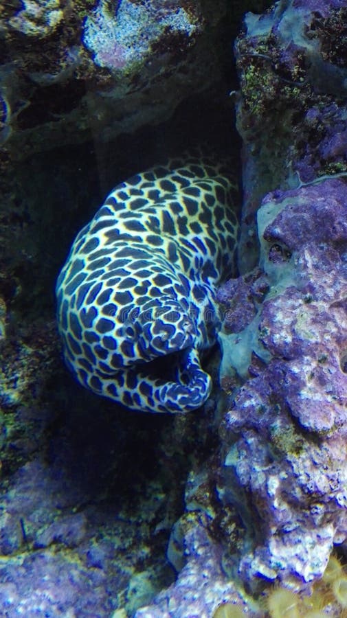 Moray eel stock image. Image of coral, animal, moray - 186086913