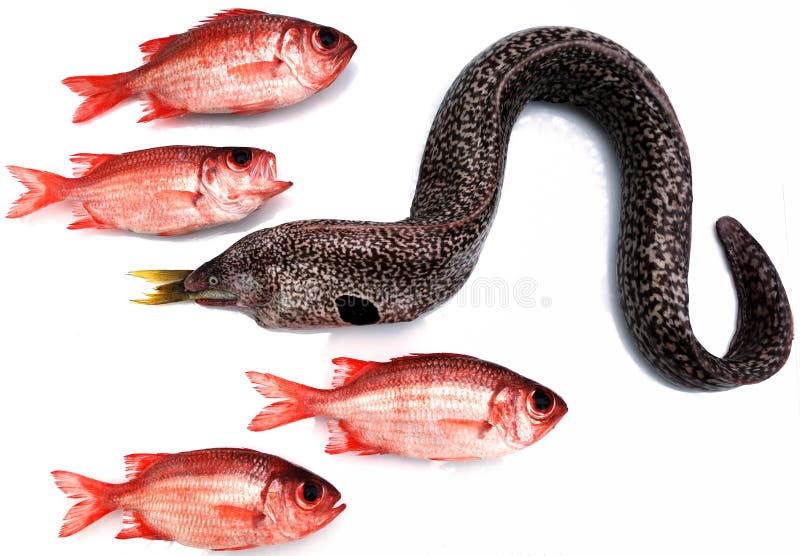 Moray eel and red fishes stock photo. Image of wildlife - 10934314