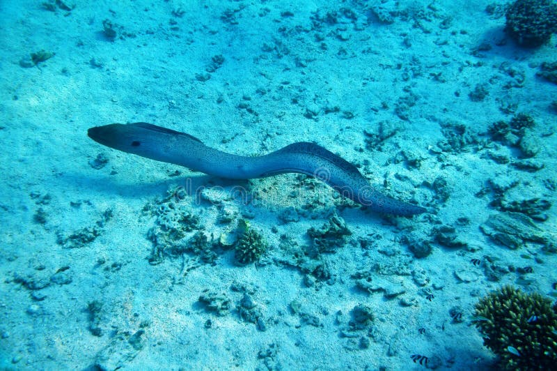 Moray eel stock image. Image of deep, alam, moray, exotic - 218062213