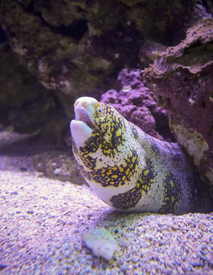 A Moray Eel on a Reef, Maui, Hawaii Stock Photo - Image of wild, stripe ...