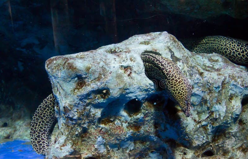 Moray-eel Sleep in the Stone Stock Image - Image of deep, travel: 16017273