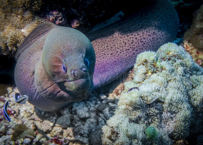 Moray Eel Under a Coral on a Reef at the Bottom of the Indian Ocean ...