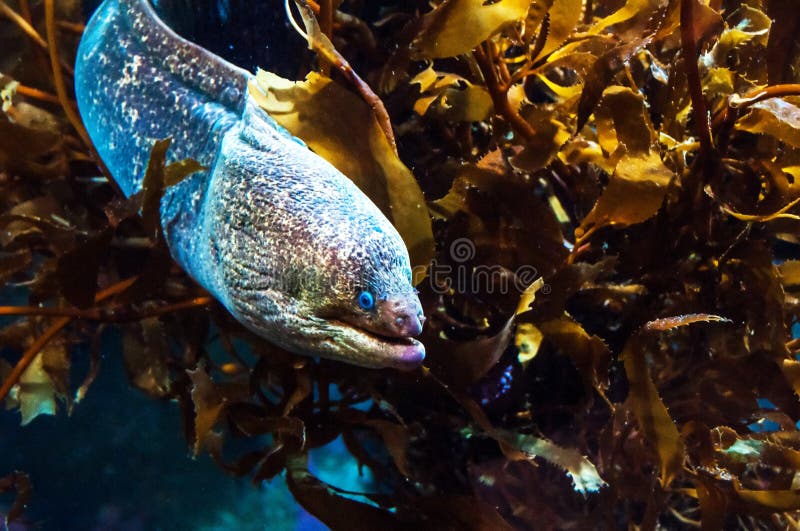 Blue Moray eel Red Sea stock image. Image of javanicus - 17614147