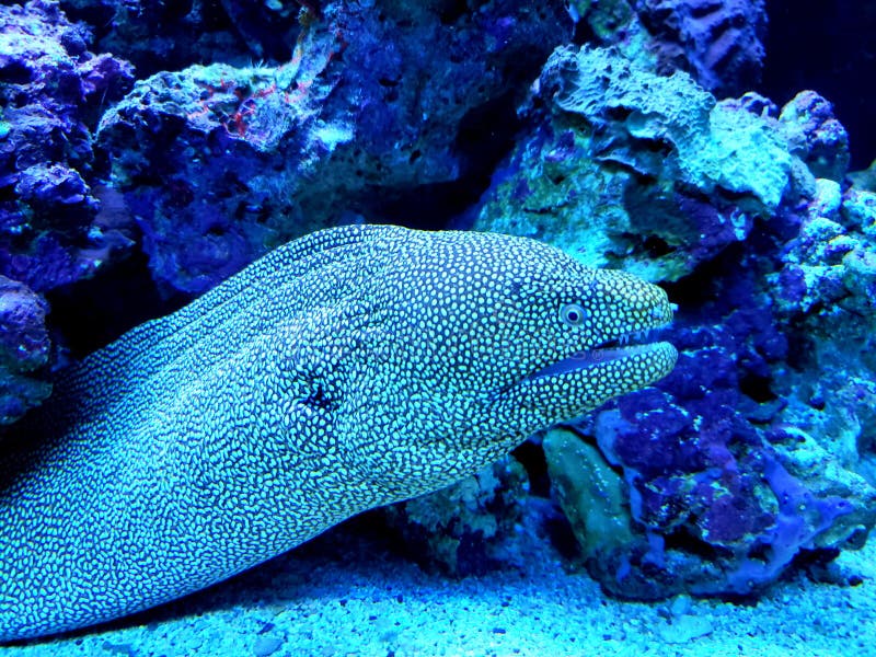 Moray eel in Maui stock photo. Image of tropic, reef - 191077480