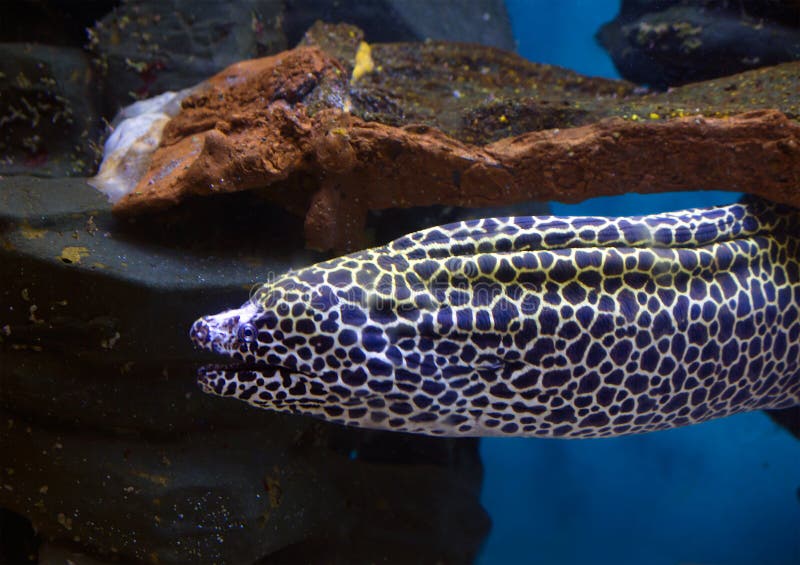 Fish, leopard Moray eel stock image. Image of aquarium - 88314385
