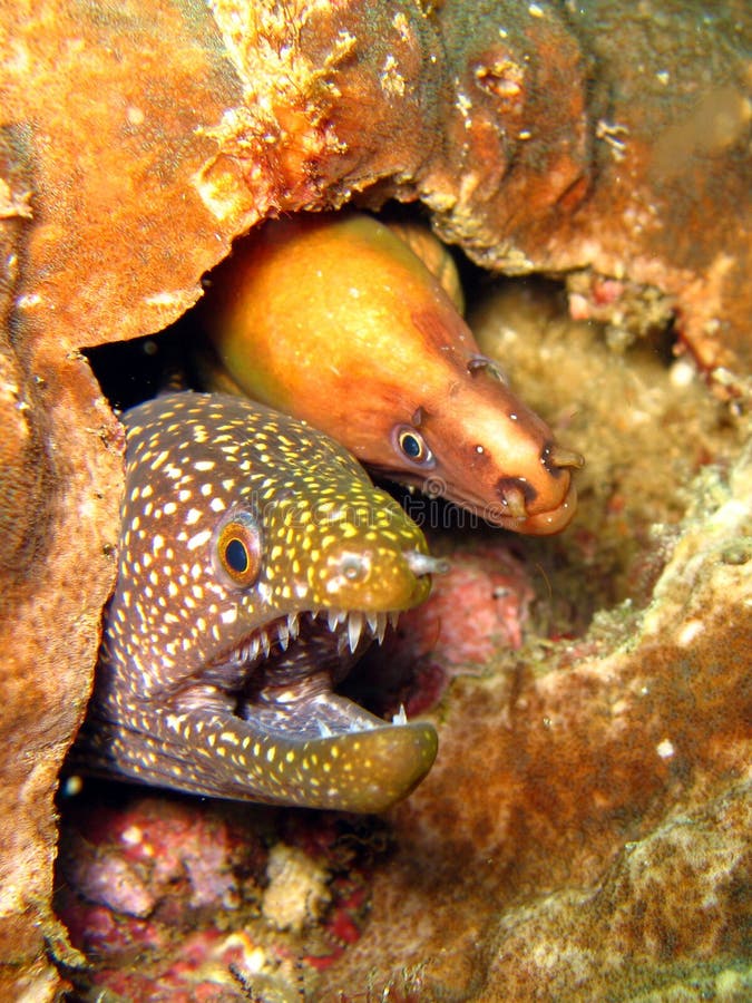 Moray eel stock photo. Image of blue, rocky, undersea - 11790666
