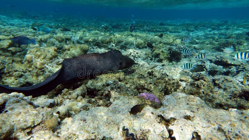 Moray Eels (Muraenidae), Giant Moray Eels. Stock Photo - Image of ...