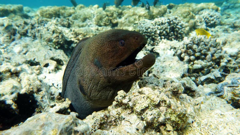 Moray Eels (Muraenidae), Giant Moray Eels. Stock Image - Image of ...
