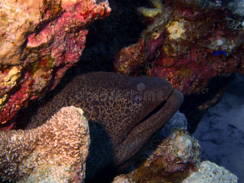 Moray Eels of the Red Sea, Dahab Stock Image - Image of underwater ...