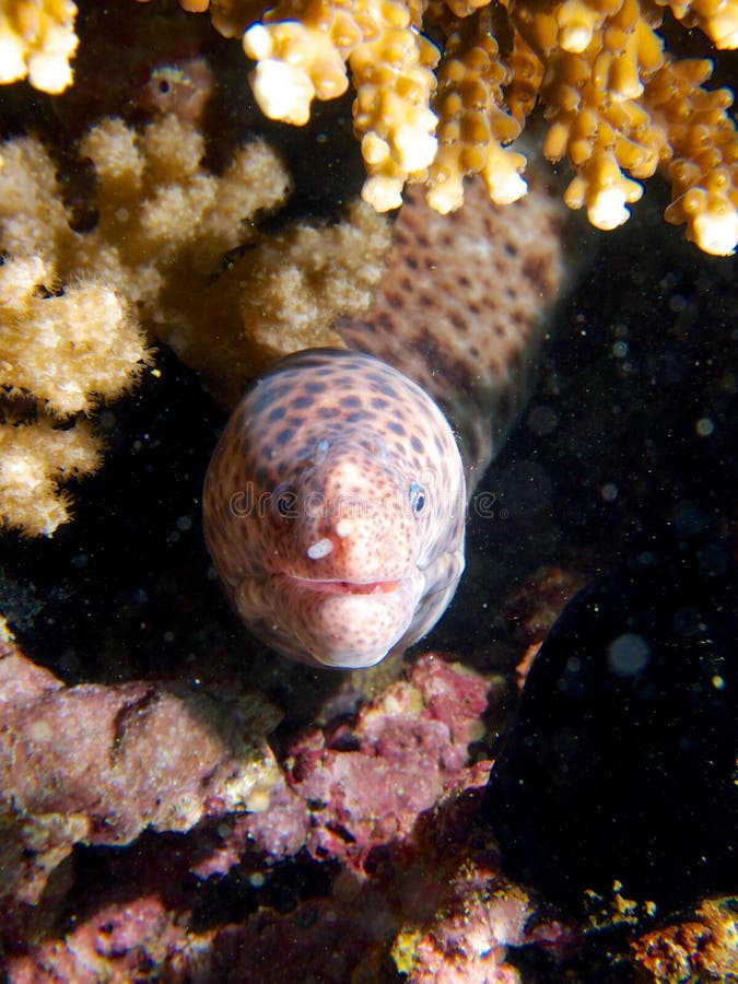 Tiger Snake Eel in the Red Sea Arkivfoto - Bild av härlig, curacao ...