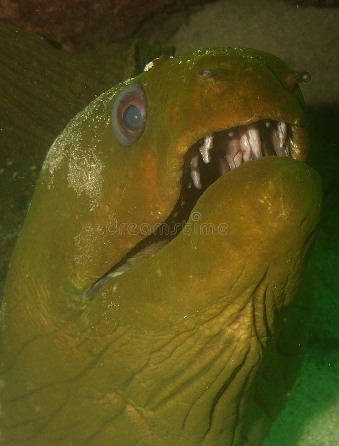 Moray fish on a coral stock photo. Image of reef, environment - 315566740