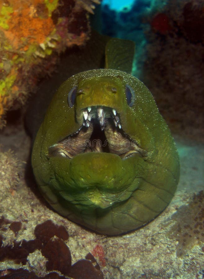 Moray fish on a coral stock photo. Image of environment - 315566750