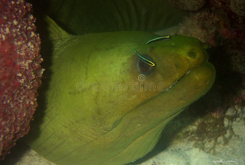 Moray fish on a coral stock image. Image of oceanic - 315638985