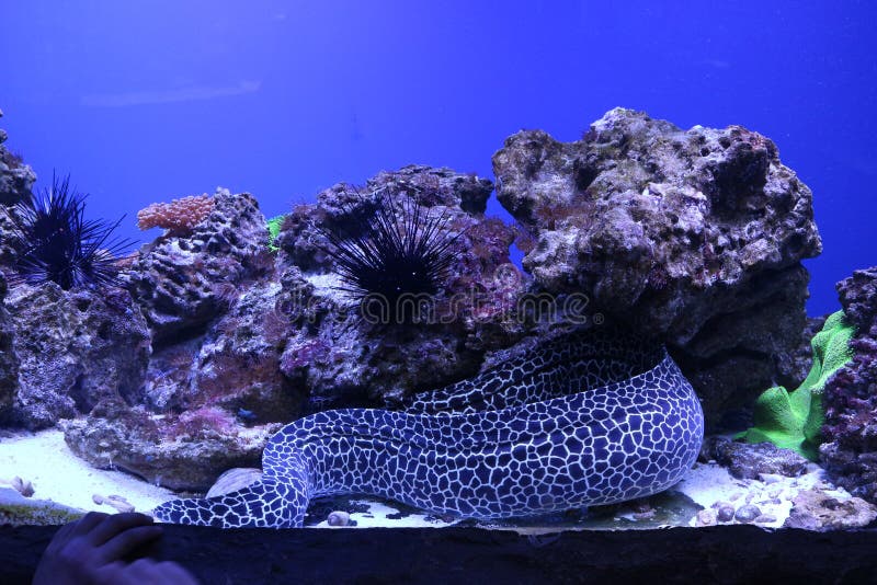Moray Eel Hiding Under A Rock Stock Image - Image of aqaba, hunting ...