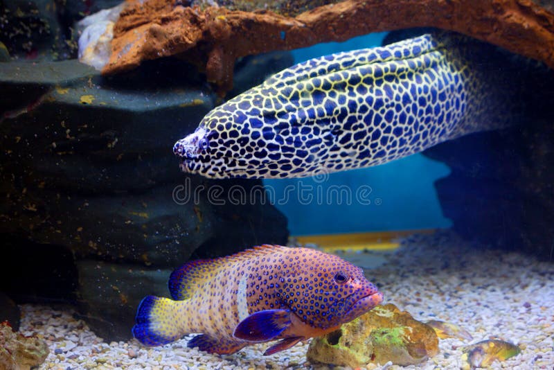 Fish Moray Eel Grouper and Leopard Spotted Stock Photo - Image of ...