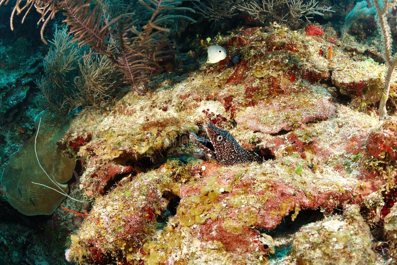 Marine life stock image. Image of predator, deep, colours - 22721441