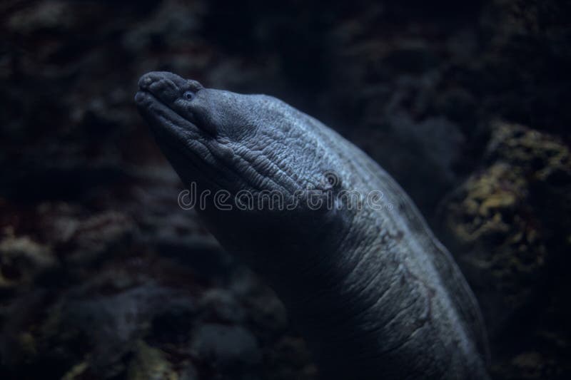 Moray seen up close stock image. Image of hawaii, angelfish - 325353263