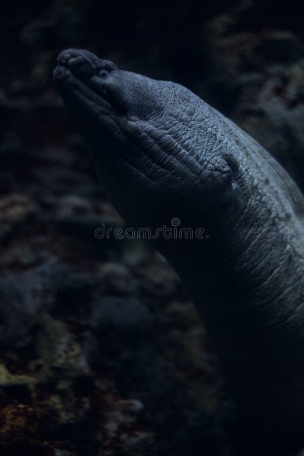 Moray seen up close stock image. Image of giant, caribbean - 325353329