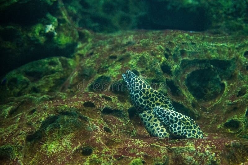 The Moray, Sometimes Also Called Roman Eel, Muraena Helena Stock Image ...