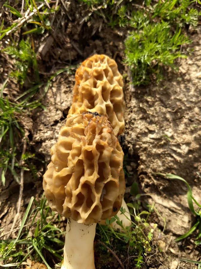 Morchella stock image. Image of haystack, yellowmorel - 150591777