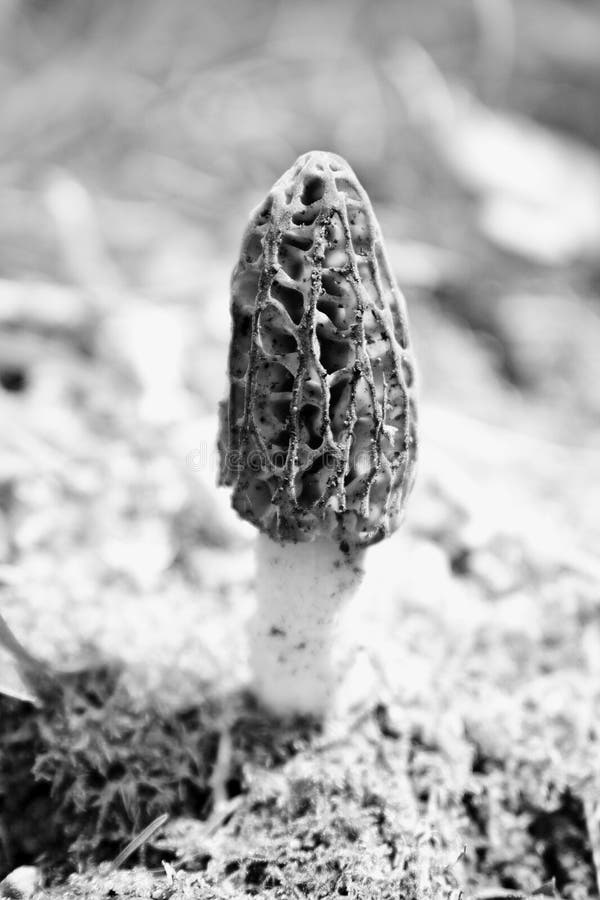 Schwarze Morchel-Pilz (Morchella) Stockfoto - Bild von frisch, pilze ...