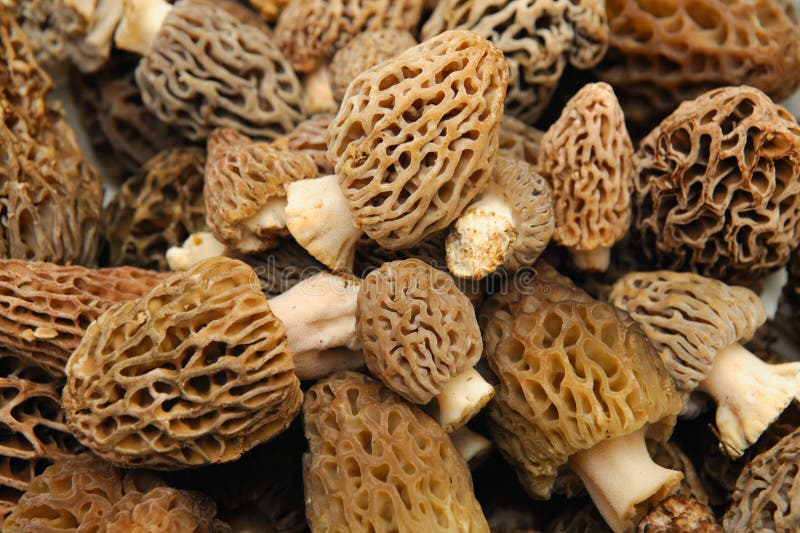Morchel-Pilz-Hintergrund stockbild. Bild von zartheit - 27931001