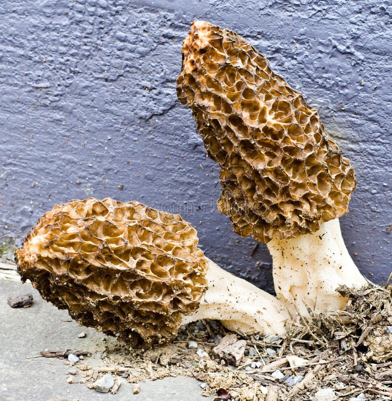 Morchel-Pilze stockfoto. Bild von haus, pilz, garten - 13896054