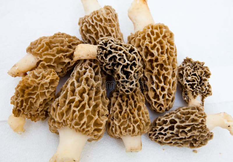 Morchella-Morchel-Schwamm-Pilze Stockbild - Bild von braun, stamm: 44508373