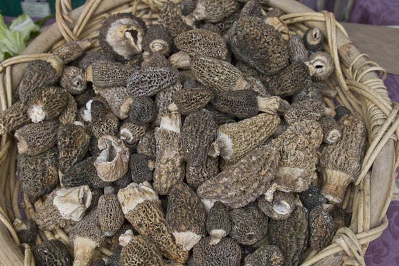 Morchella Morel Mushrooms stock photo. Image of basket - 15525202