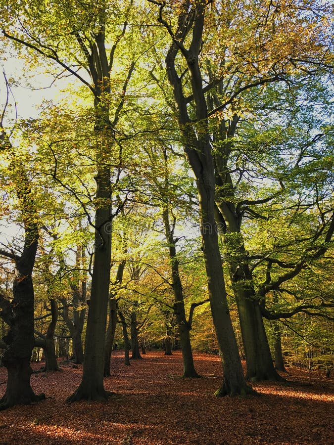 More Autum Trees stock image. Image of winter, trees - 82209343