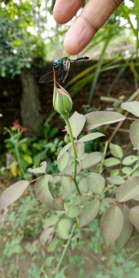 More Beautiful Insects on the Flower Its Too Natural and Beautiful ...