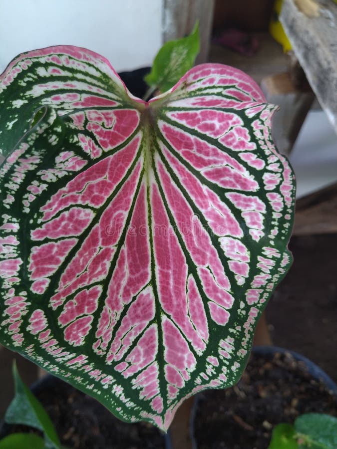 More beautiful leaf stock photo. Image of pink, plant - 207297026